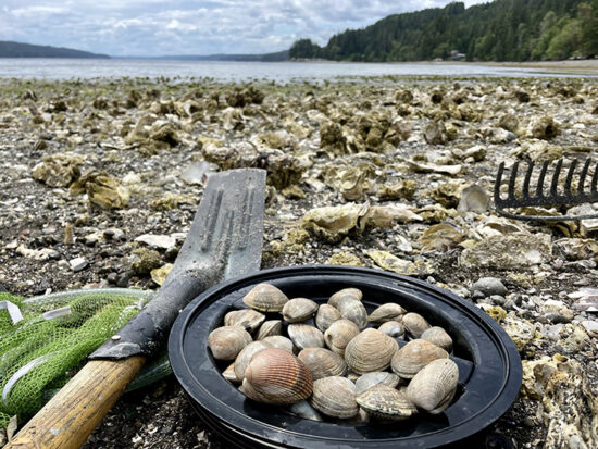Clam Digging and Oyster Shucking at Eagle Creek on Hood Canal