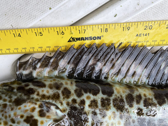 Seattle Lingcod Trip – May 7