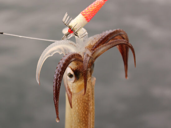 Squidding in Puget Sound, Washington