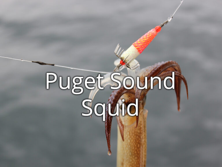 Riptidefish – Seattle Washington Fishing Blog