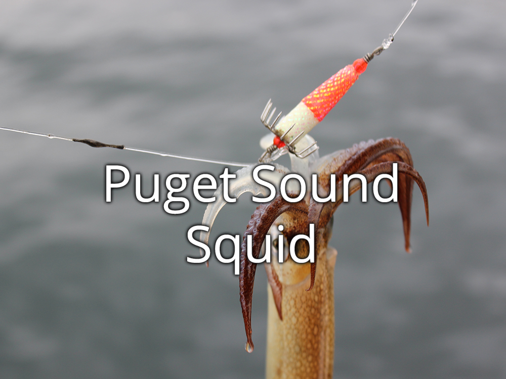 Riptidefish – Seattle Washington Fishing Blog