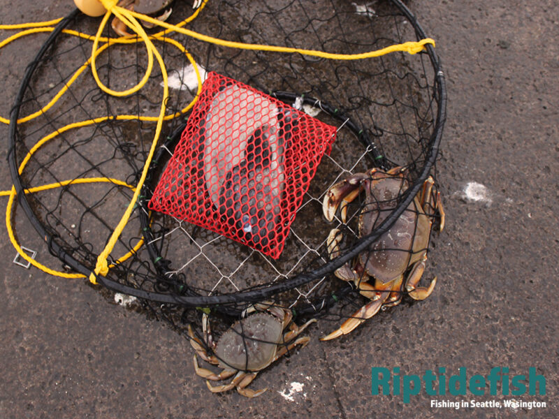 The Ultimate Puget Sound Dungeness Crabbing Guide