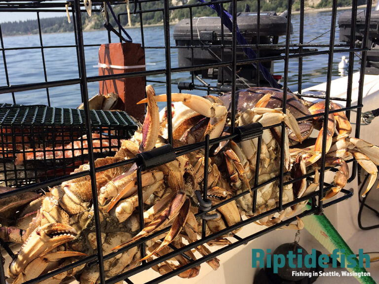 How to Cook Live Dungeness Crab Like A Professional Chef