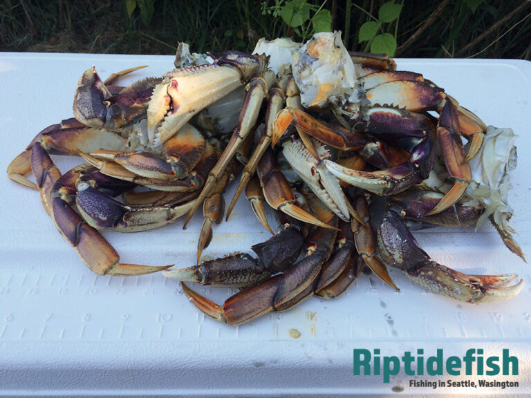 How to Cook Live Dungeness Crab Like A Professional Chef