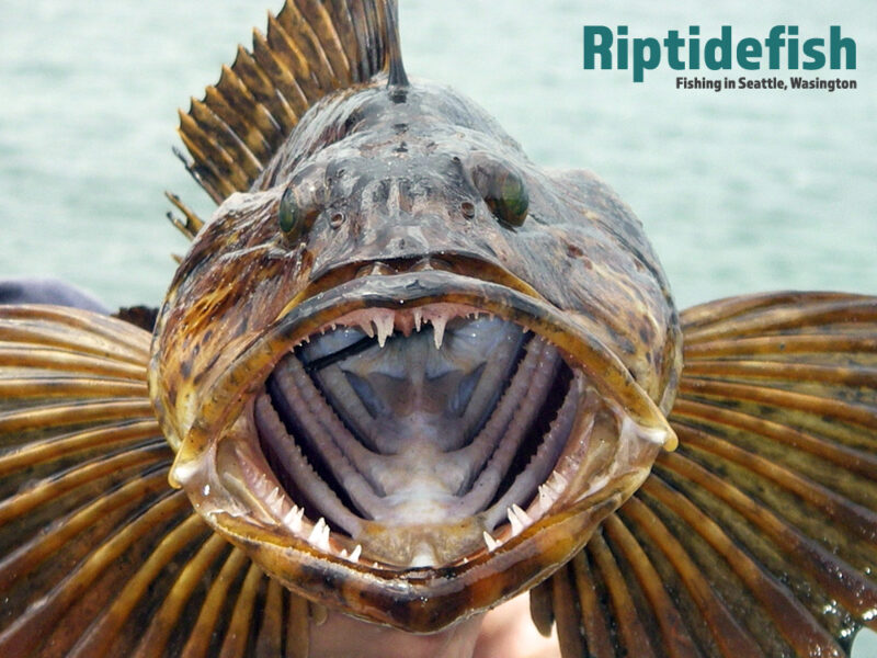 Puget Sound Lingcod Fishing
