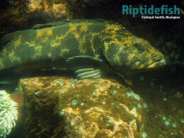 How to Catch Lingcod