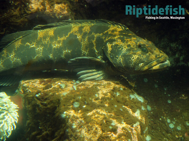 How to Catch Lingcod