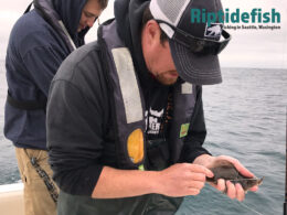 Puget Sound Lingcod Fishing