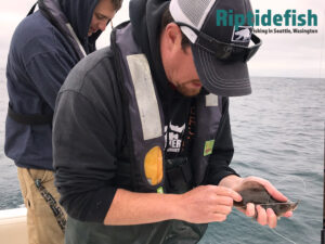 Puget Sound Lingcod Fishing