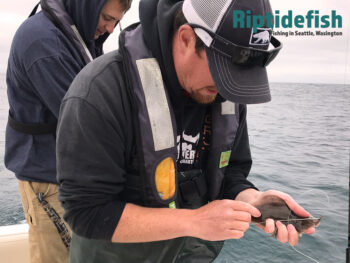 Puget Sound Lingcod Fishing