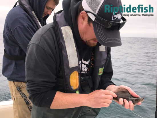 Puget Sound Lingcod Fishing