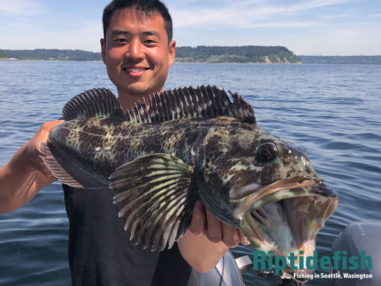 Lingcod Fishing in Puget Sound, Washington