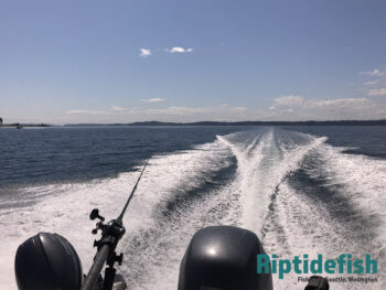 Puget Sound Lingcod Fishing May 5, 2020