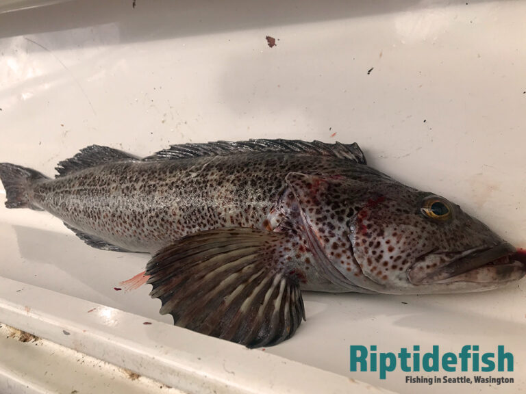 Puget Sound Lingcod Fishing May 5, 2020