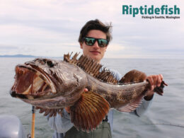 How to Catch Lingcod