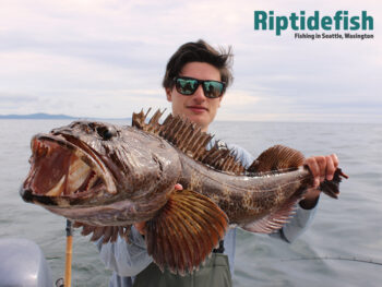 How to Catch Lingcod