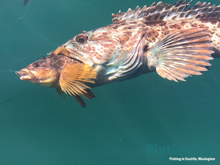 How to Catch Lingcod