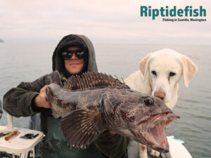 How to Catch Lingcod
