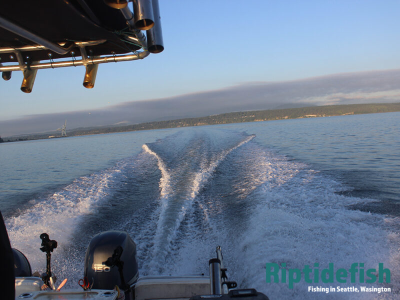 Point Wilson Chinook Salmon Mooching Session