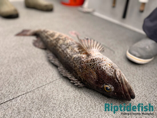 Lingcod Fishing in Puget Sound, Washington