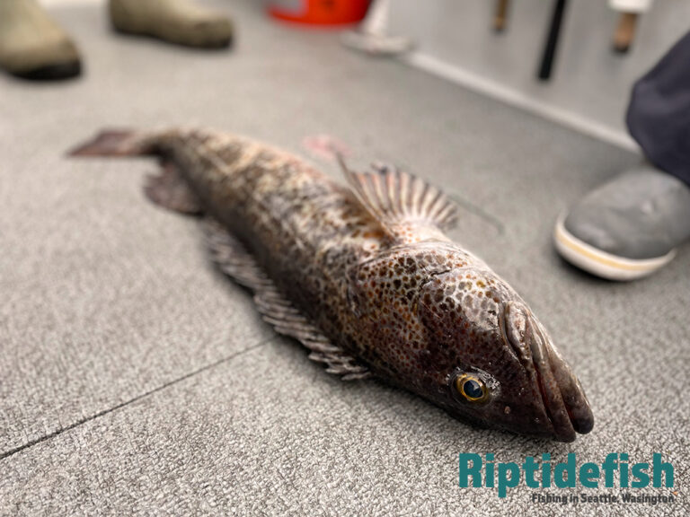 Lingcod Fishing in Puget Sound, Washington