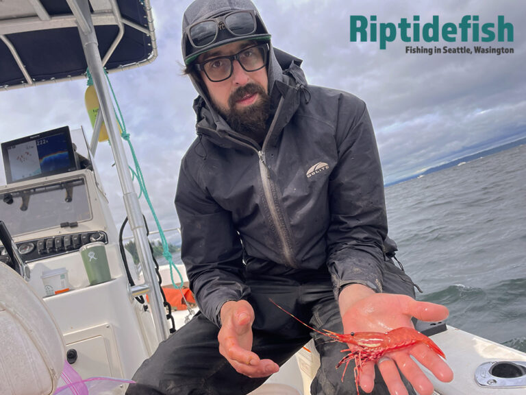 Our 2022 Puget Sound Spot Shrimp Experience