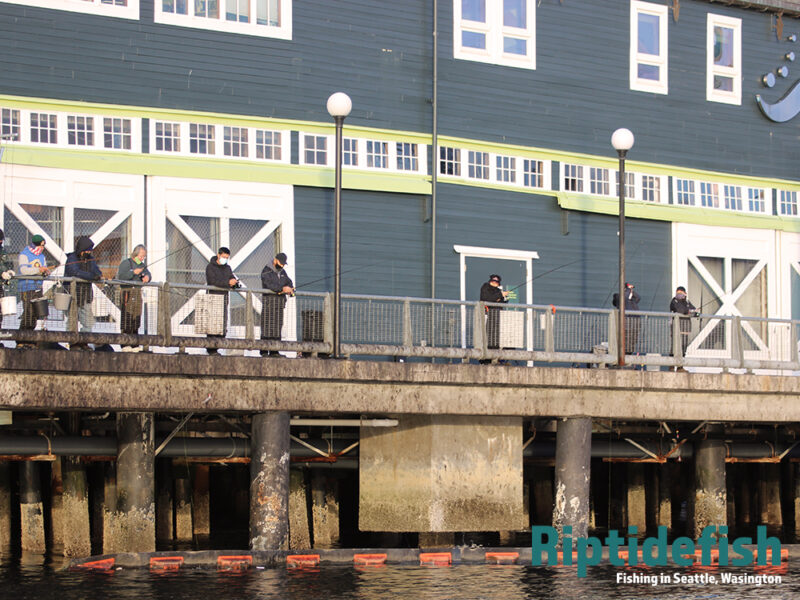 Squidding in Puget Sound, Washington