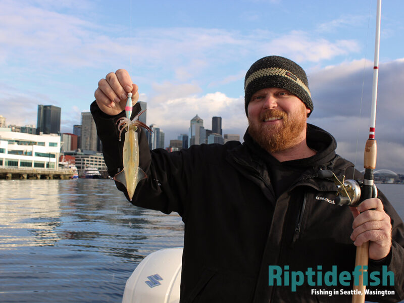 Squidding in Puget Sound, Washington
