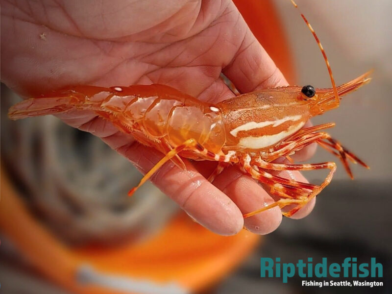 Our 2022 Puget Sound Spot Shrimp Experience