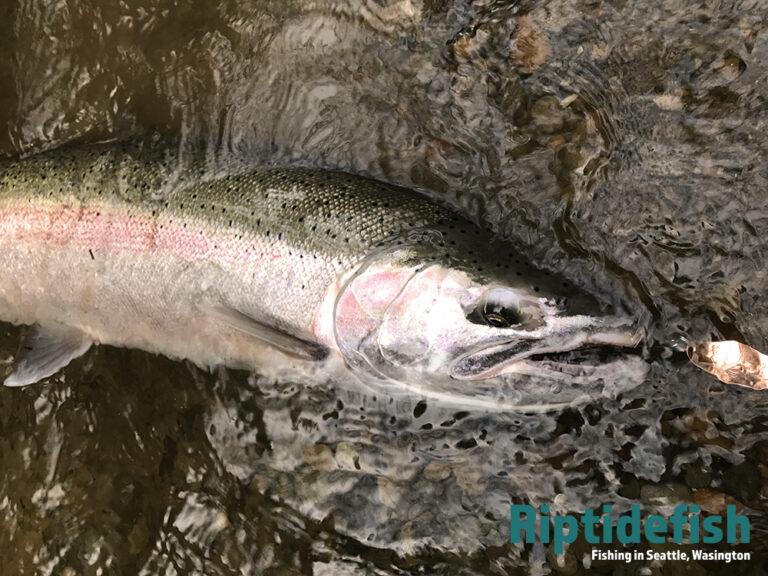 The Best 15 Lures for Winter Steelhead Fishing