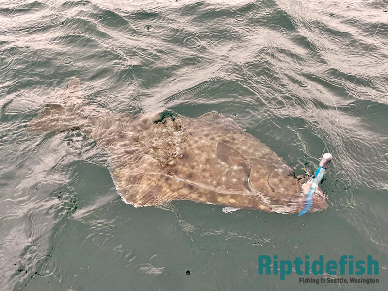Catching Lingcod on opening day in Neah Bay