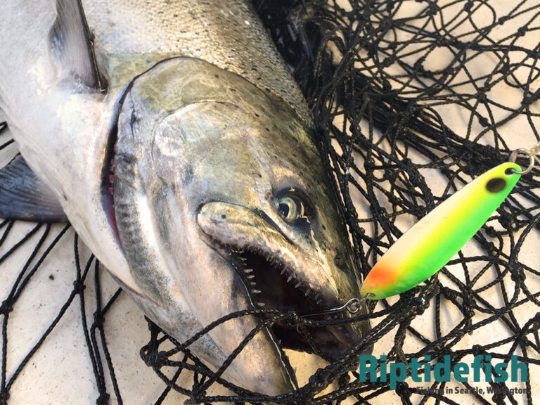 12 Great Fishing Lures for Chinook Salmon Fishing in Saltwater