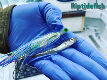 12 Great Lures for Chinook Salmon Fishing in Puget Sound