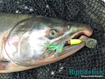 10 Amazing Lures for Coho Salmon in Rivers