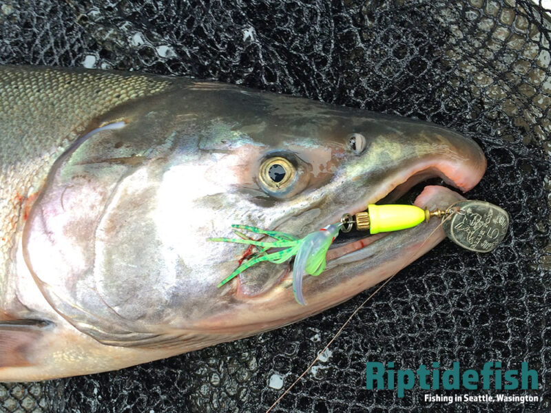 10 Amazing Lures for Coho Salmon in Rivers