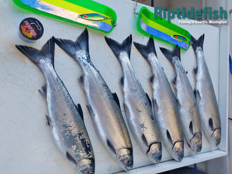 My Favorite Saltwater Coho Salmon Lures & Rigs