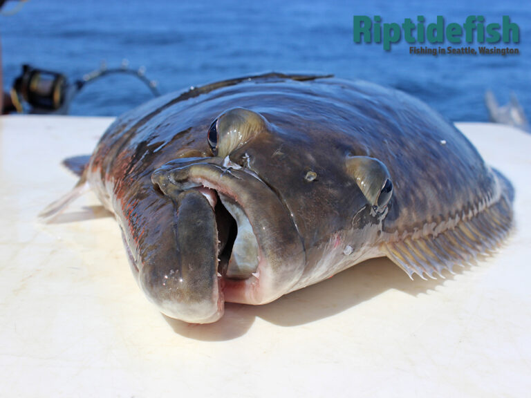 Your Guide to Washington’s 2024 Halibut Fishing Seasons