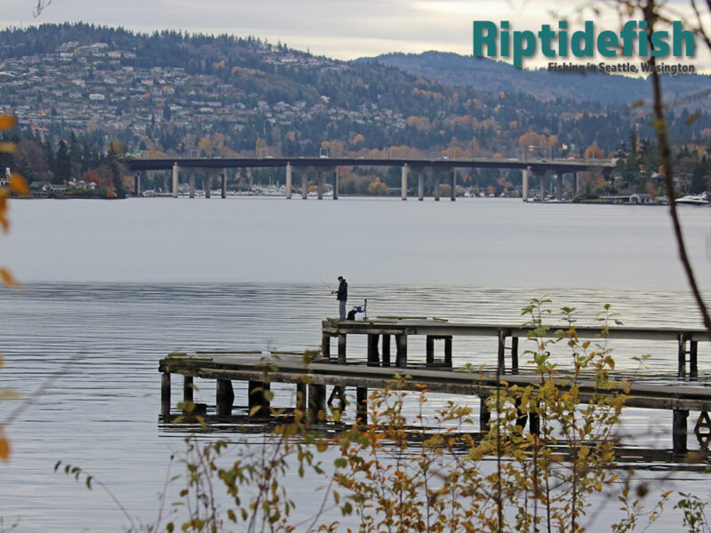 Your Guide to Fishing in Seattle – The City and Beyond.