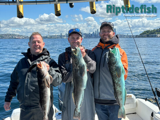 How was Lingcod fishing on opening day of Puget Sound? May 1 Report