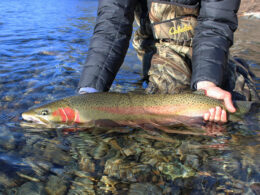 Riptidefish – Seattle Washington Fishing Blog