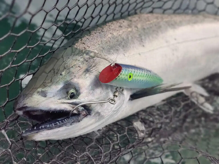 Marine Area 10 & 11 Blackmouth Season Announced!